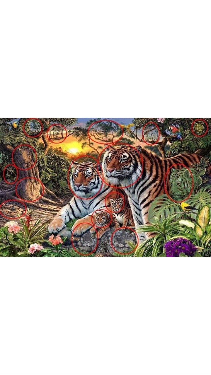 Optical Illusion: Can You Spot 16 Hidden Tigers In The Forest Picture ...