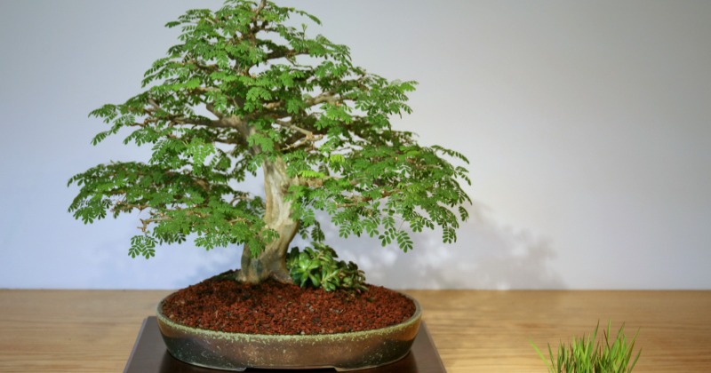How to grow Brazilian Rain Tree