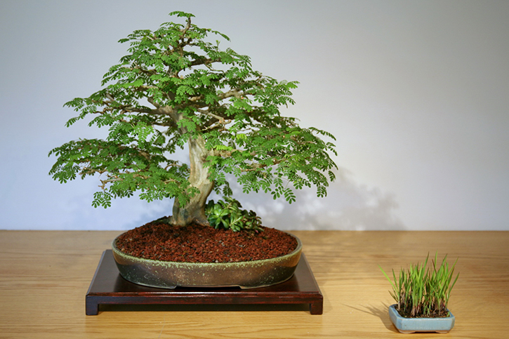 How to grow Brazilian Rain Tree