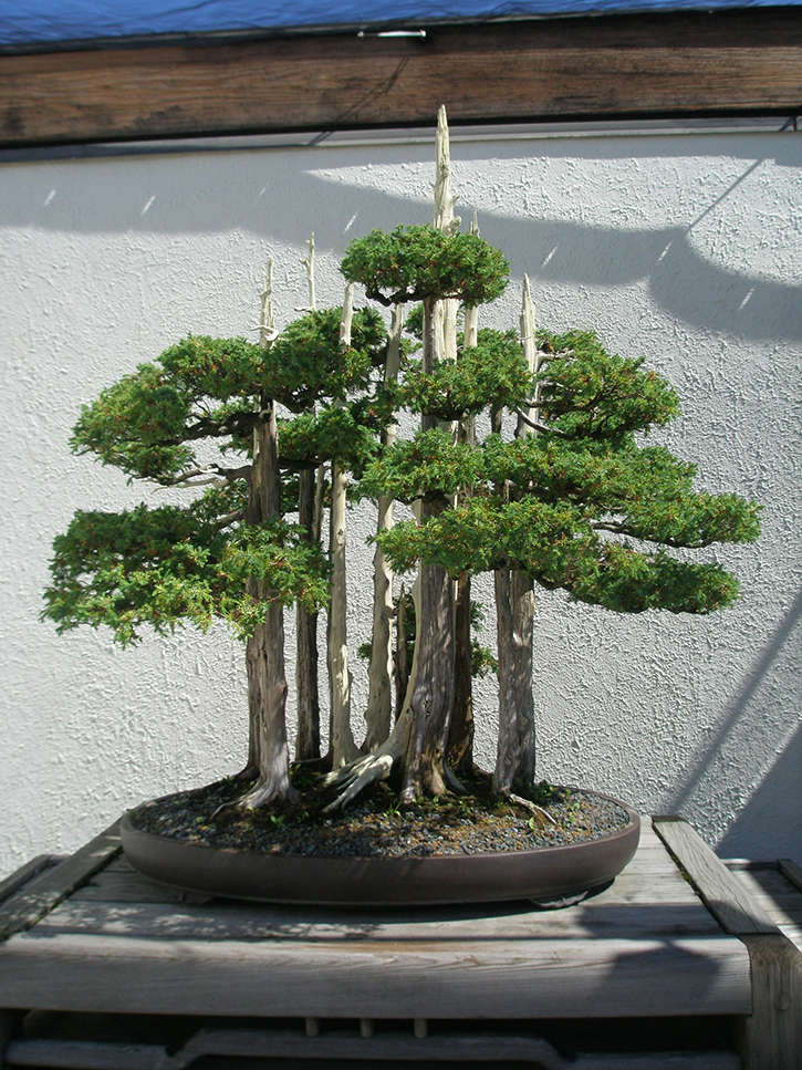 How To Grow Goshin Bonsai Tree