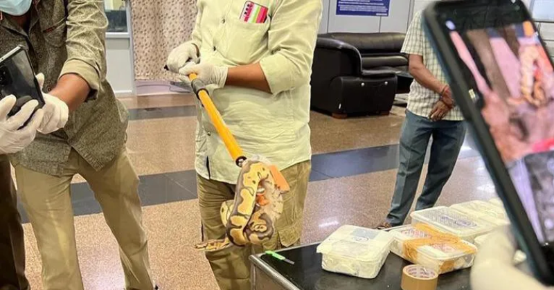 47 Snakes And 2 Lizards Seized At Tamil Nadu Airport, Passenger Detained