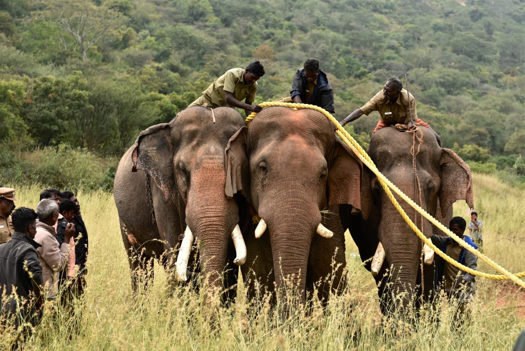 World Elephant Day: Anamalai Kaleem, Tamil Nadu's Legendary Kumki Who ...