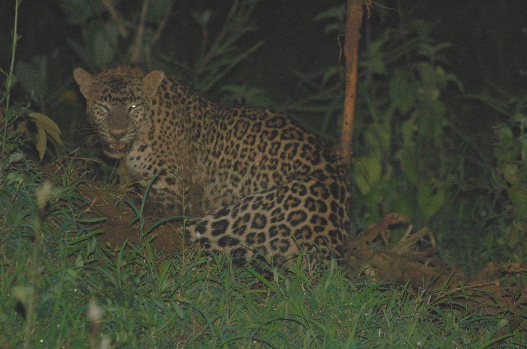 Increase In Leopard Population And Attacks Is Concerning But ...