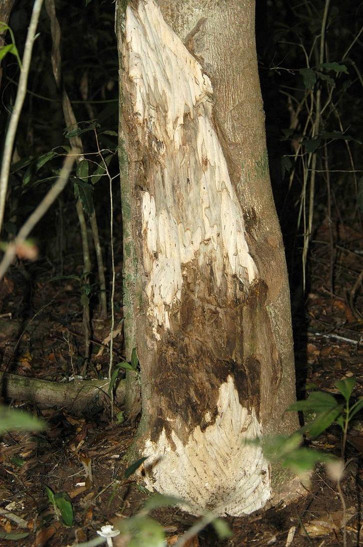Assam Govt Pushes For Processing Of Agarwood- A Unique Tree That ...