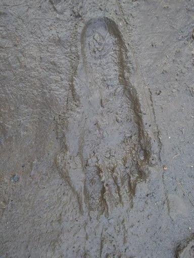 Alaskan Wilderness Teeming With Barefoot Prints Felt To Belong To Bigfoot