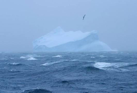 This 20-armed Creature Was Discovered Off The Coast Of Antarctica