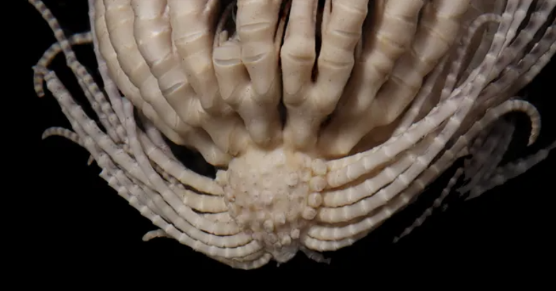 This 20-armed Creature Was Discovered Off The Coast Of Antarctica
