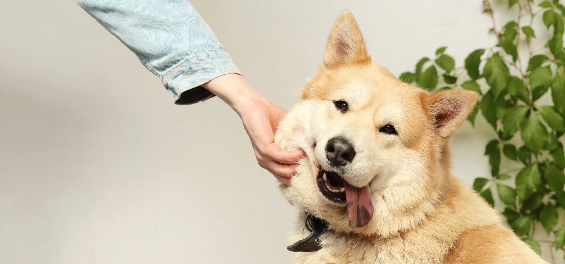 New Study Reveal Surprising Insights Into Canine Brain