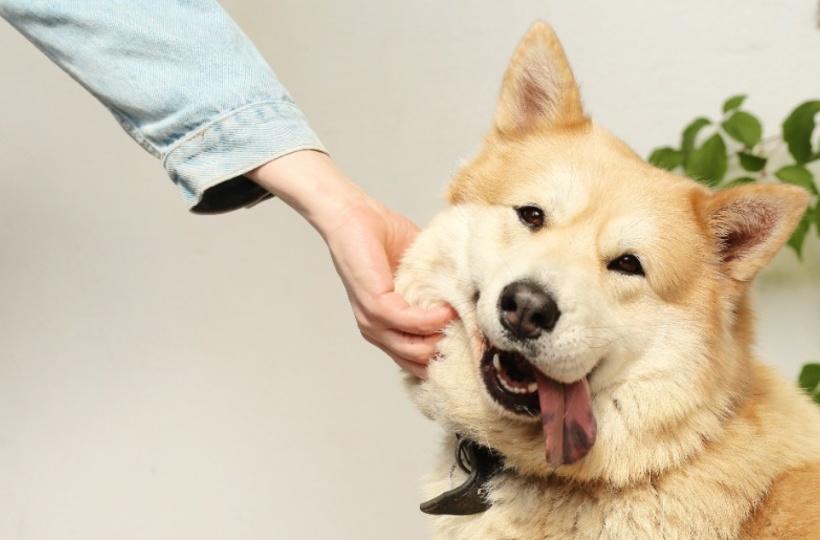 Do Dogs Like Puppy Talk