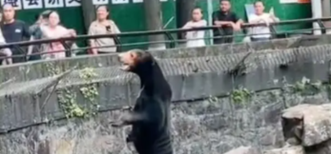 A Chinese Zoo Denies A Bear Is A Human