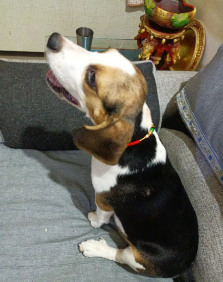 Desis Strengthening Their Bonds With Their Furry Friends This Raksha ...