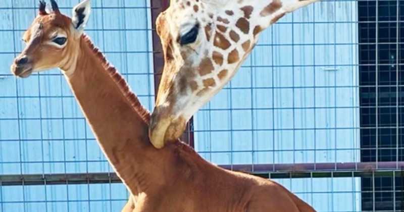 Giraffe Without Spots Born In Tennessee