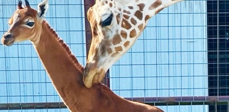 Giraffe Without Spots Born In Tennessee