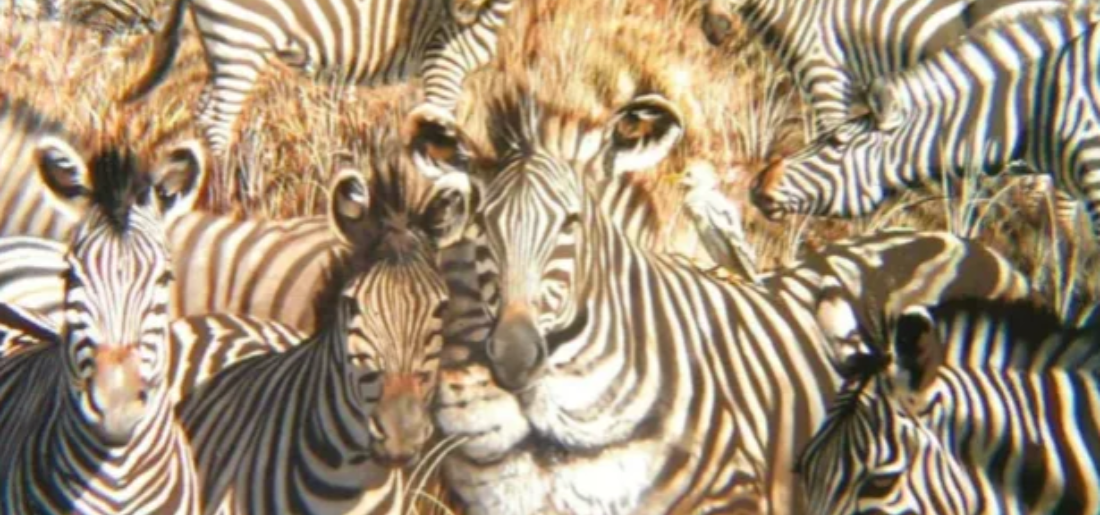 Optical Illusion Spot The Lion Hiding Among The Zebras