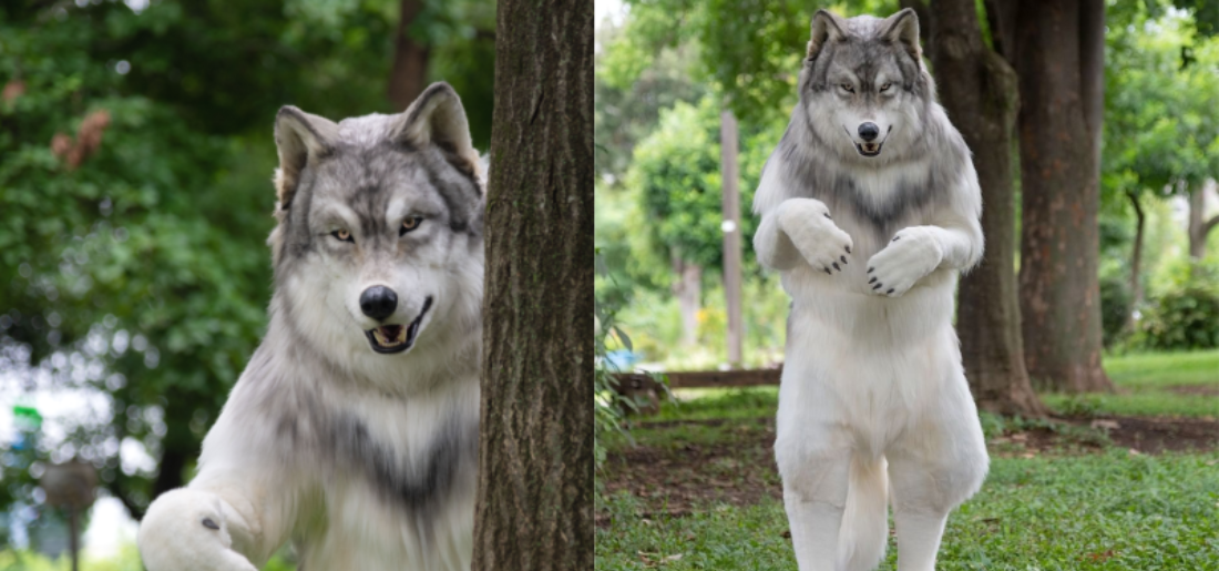 Japanese Man's Transforms Into A Wolf