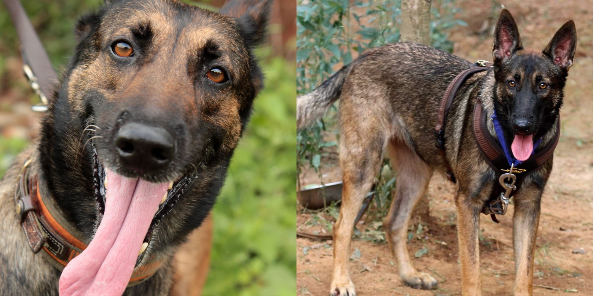 Story Of A Dog That Was A Conservation Hero: Sheela, A Belgian Malinois, Of K9 Sniffer Squad ...