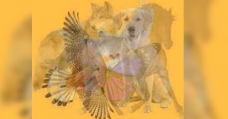 Optical Illusion Will Reveal Your Personality