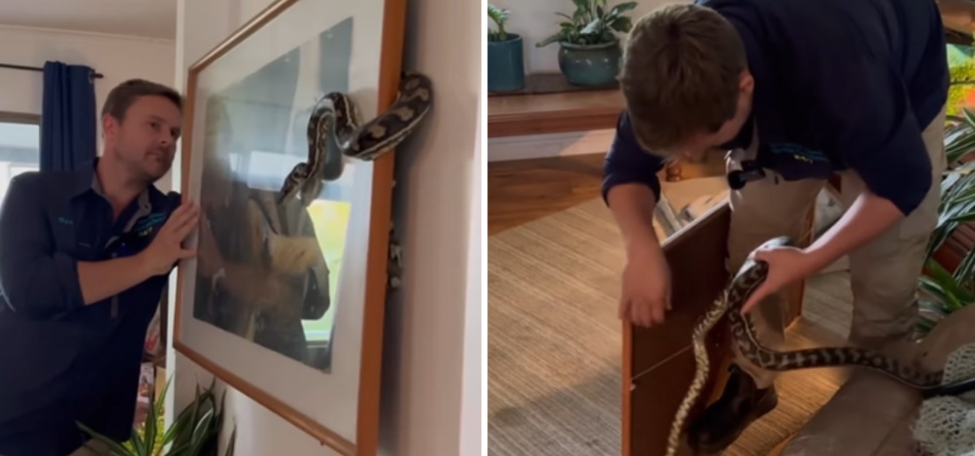 Woman Finds Python Hiding Behind Painting