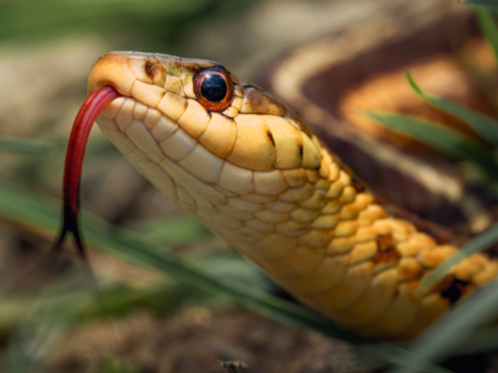 Upset Over Earnings After Performance, Snake Charmers Release Snakes In ...