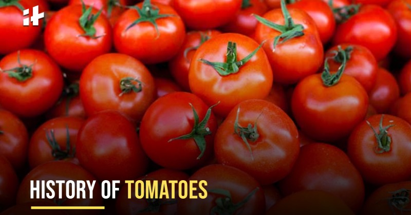 History Of Tomatoes