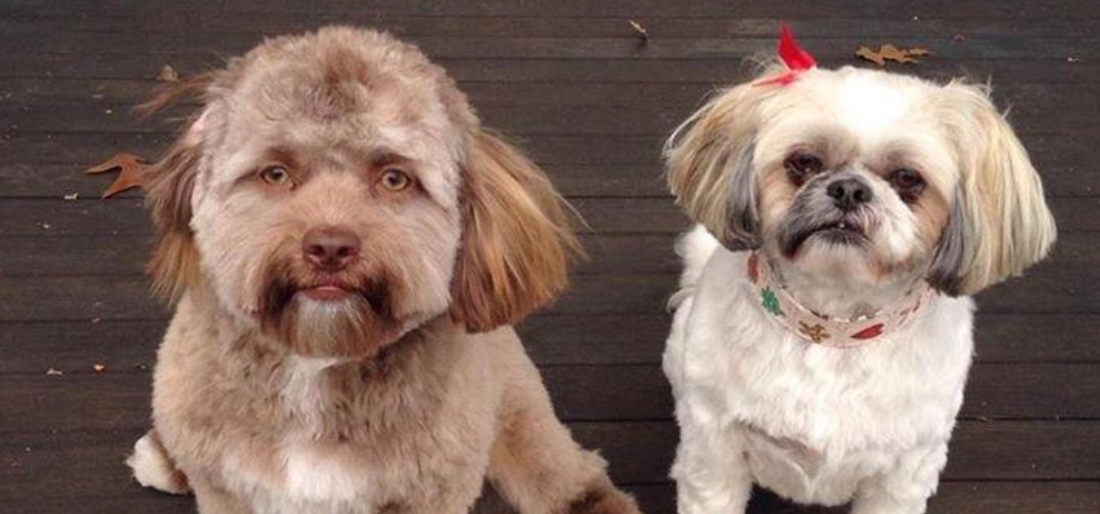 Dog With Human Face Goes Viral