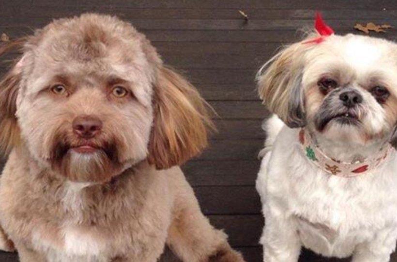 Dog That Looks Like A Human