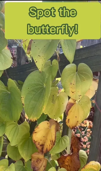 You Have Five Seconds To Find The Hidden Butterfly In This Optical Illusion