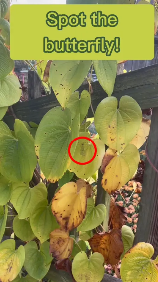 You Have Five Seconds To Find The Hidden Butterfly In This Optical Illusion