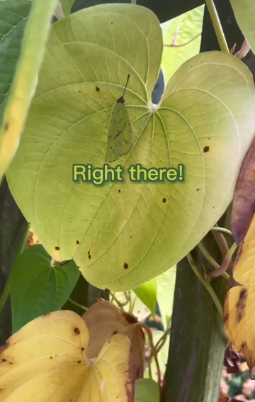 You Have Five Seconds To Find The Hidden Butterfly In This Optical Illusion