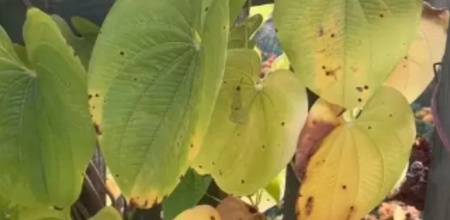 You Have Five Seconds To Find The Hidden Butterfly In This Optical Illusion