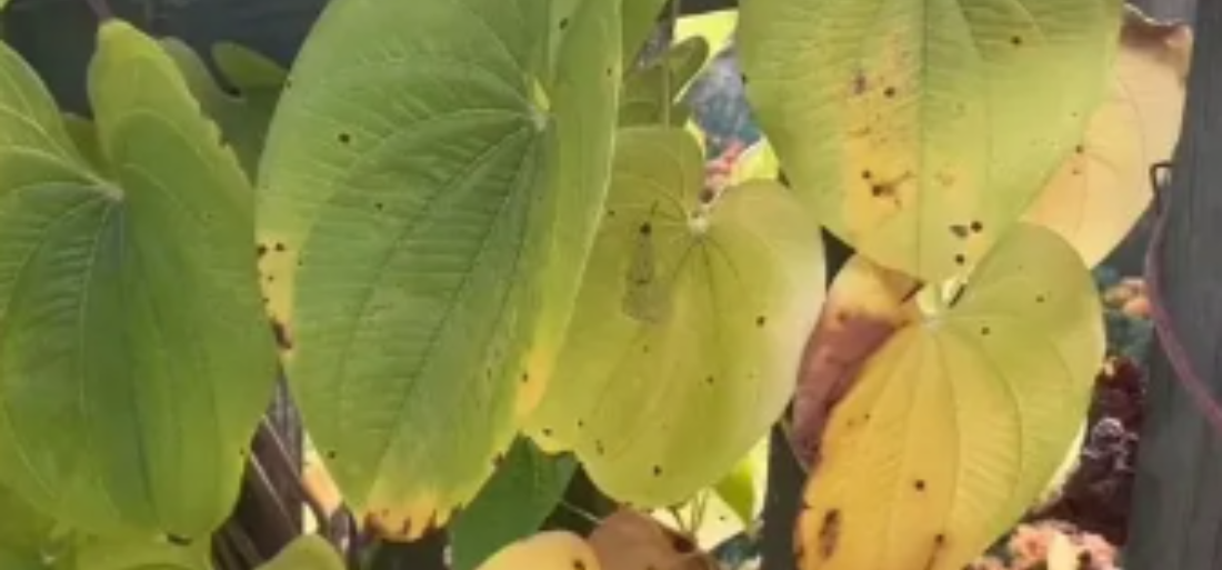 You Have Five Seconds To Find The Hidden Butterfly In This Optical Illusion