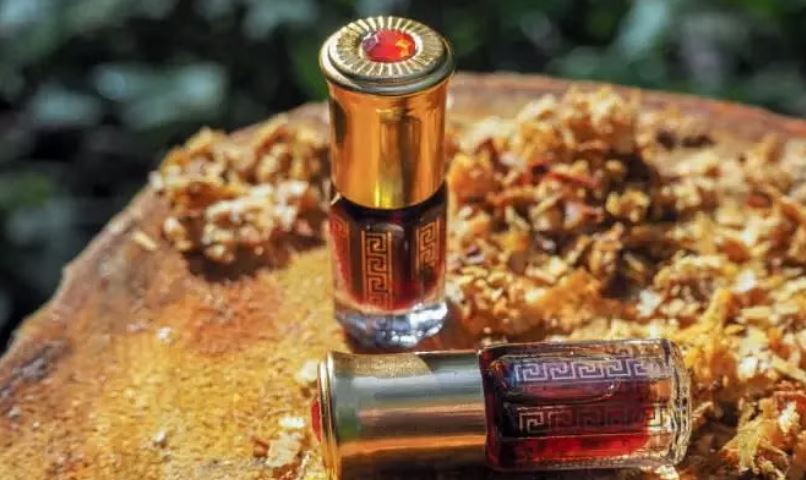 Assam Govt Pushes For Processing Of Agarwood- A Unique Tree That ...