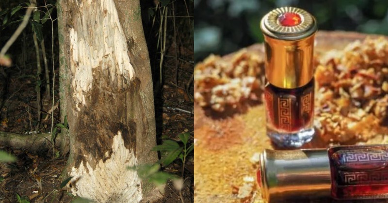 Assam Govt Pushes For Processing Of Agarwood- A Unique Tree That ...