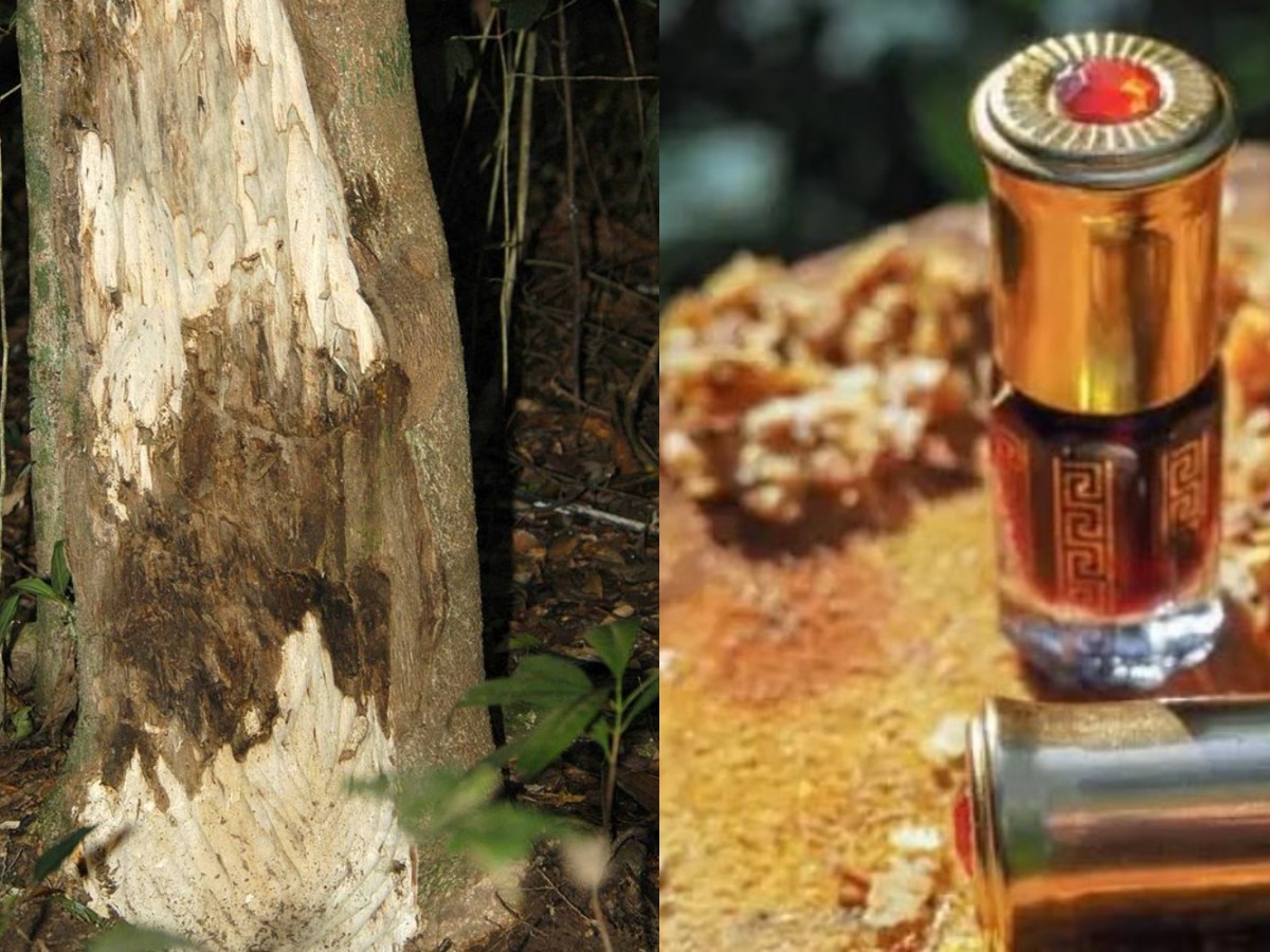 Assam Govt Pushes For Processing Of Agarwood- A Unique Tree That ...