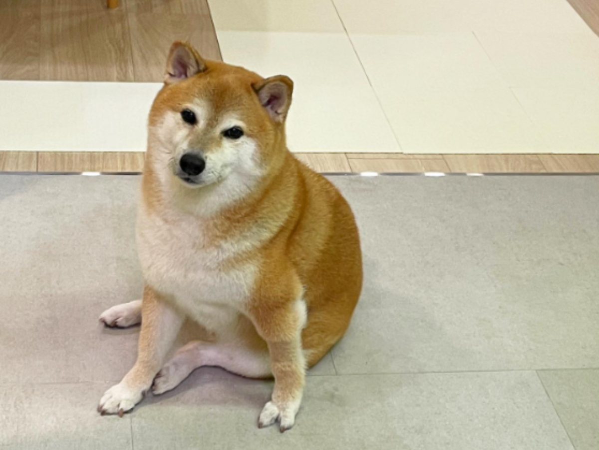 Cheems, One Of The Most Viral Meme Dogs On Internet, Dies; Netizens Pay ...