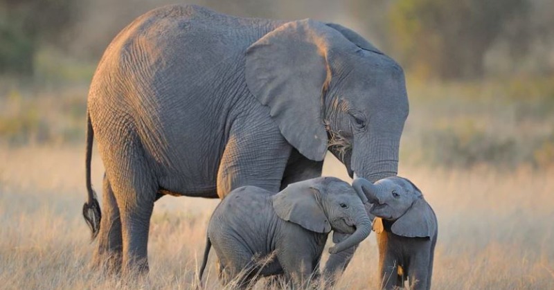 3 Elephants Electrocuted To Death In Assam, 52 Pachyderms Deaths Due To ...