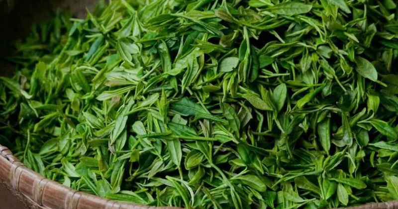 Here's Why Assam's Small Tea Growers Are Demanding Ban On Green Tea ...