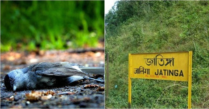 असम का रहस्यमयी गांव जातिंगा: परिंदों का झुंड यहां आता है और एक साथ ...