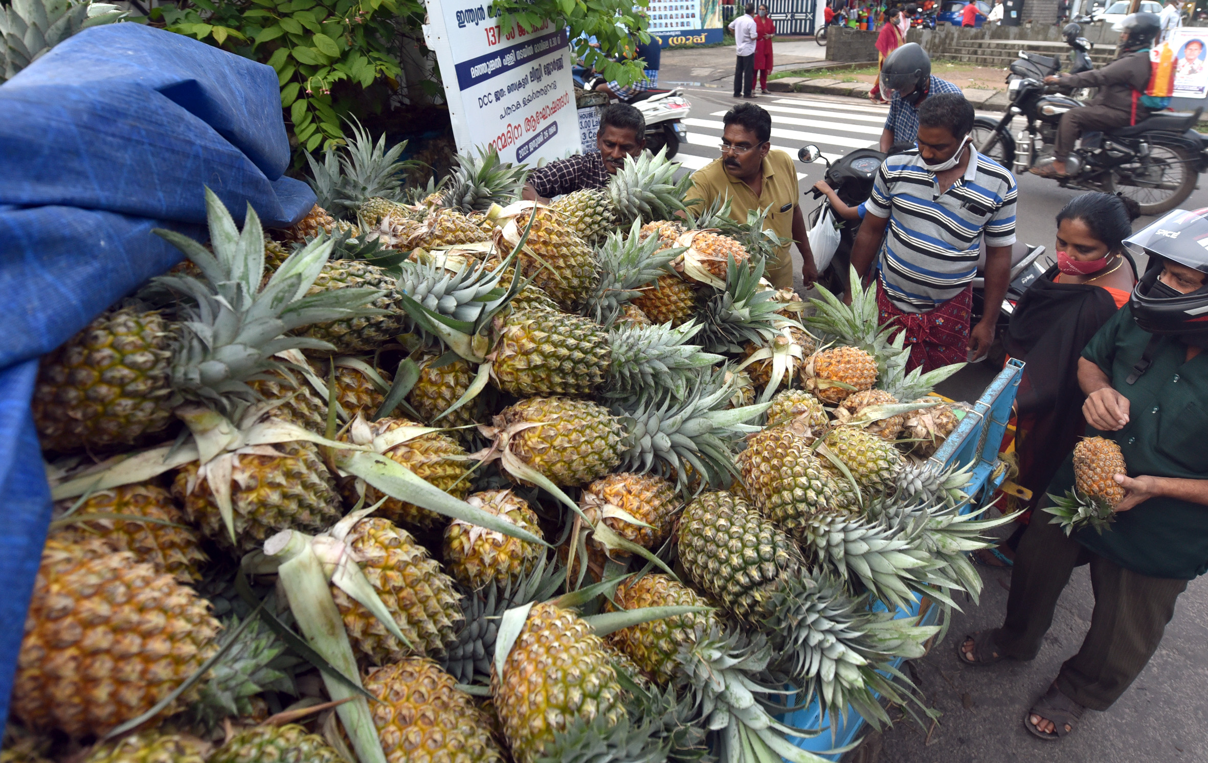 Low Pesticide Residue & Sweeter Taste: Meghalaya Pineapples Apt Product ...