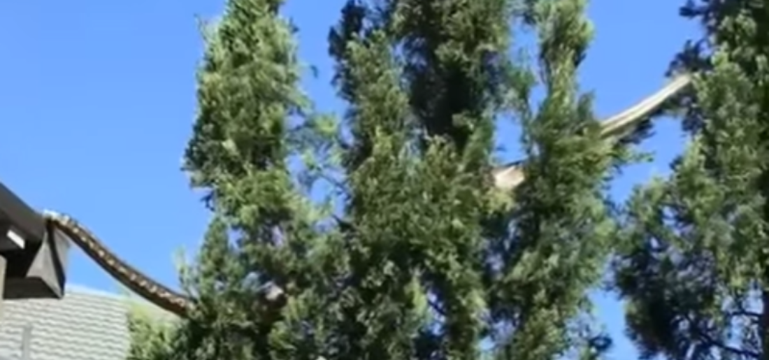 Australia Huge Snake Spotted On Tree