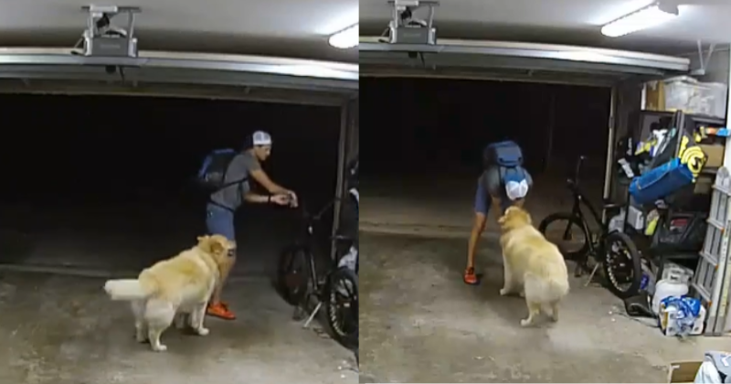 Burglar Plays With Dog During Robbery