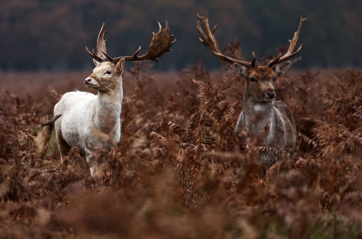 All You Need To Know About Zombie Deer Disease, Which Scientists Warn ...