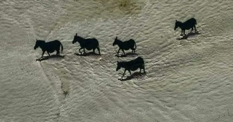 Optical Illusion: Which Animal Can Be Seen In The Optical Illusion