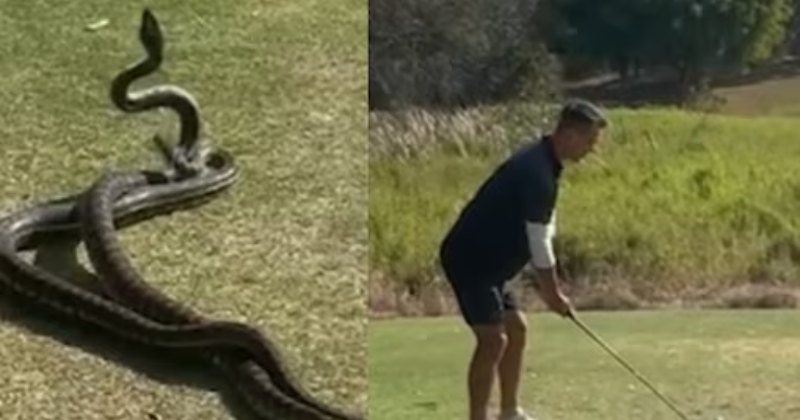 Man Plays Golf As Snakes Fight