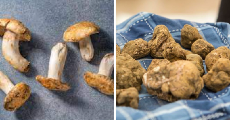 Unveiling The 6 Most Expensive Foods On Earth