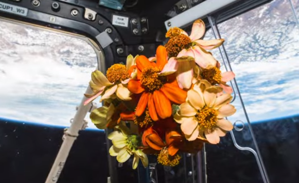 Space Science Experiments: From Flower Gardens To Pulsating Flames