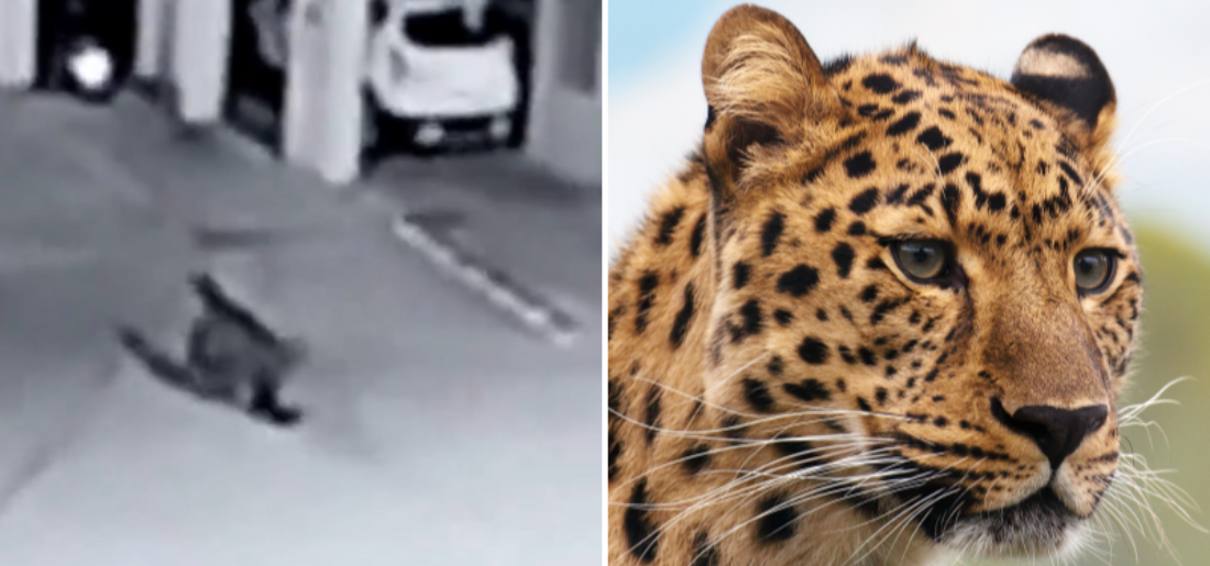 Leopard Wanders In Ludhiana Neighborhood