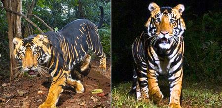 Rare Black Tiger Spotted In Odisha
