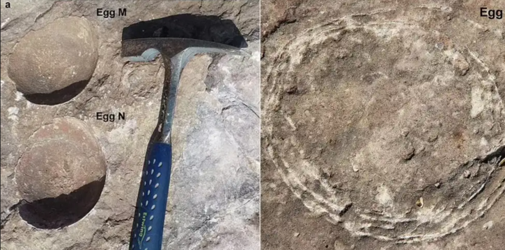 In MP, A Family's Sacred Totem, Kuldevta, Is A Dinosaur Egg