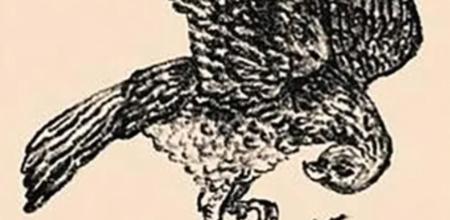 Optical Illusion Spot The Hidden Rabbit